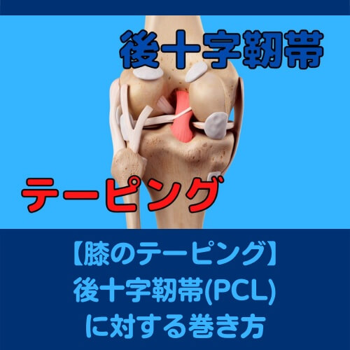 【膝のテーピング】後十字靭帯(PCL)に対する巻き方